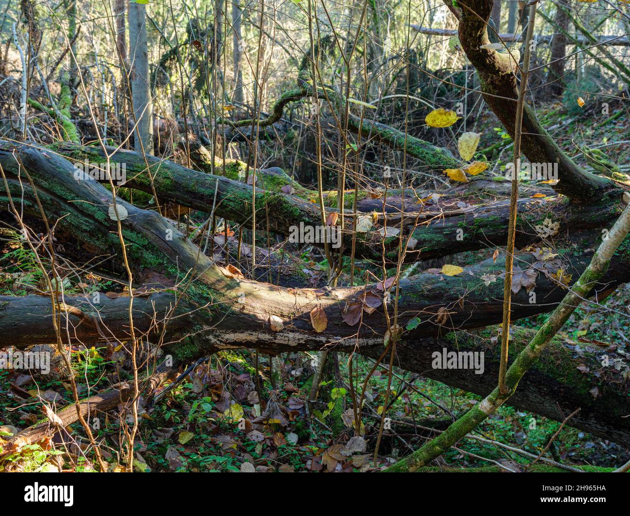 Tropical dry broadleaf forest hi-res stock photography and images - Alamy