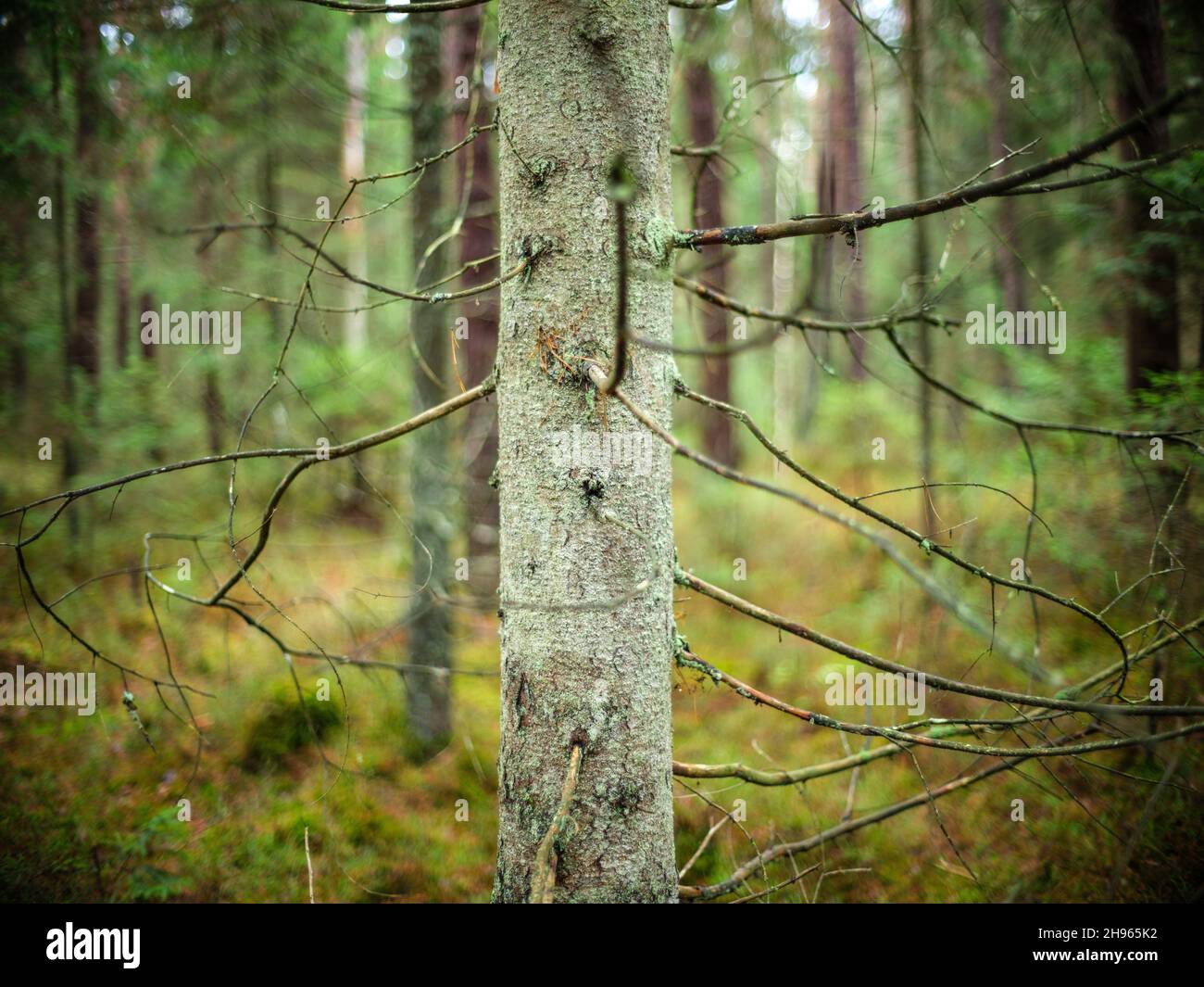 dark and moody spruce tree forest in autumn with tree trunks Stock ...