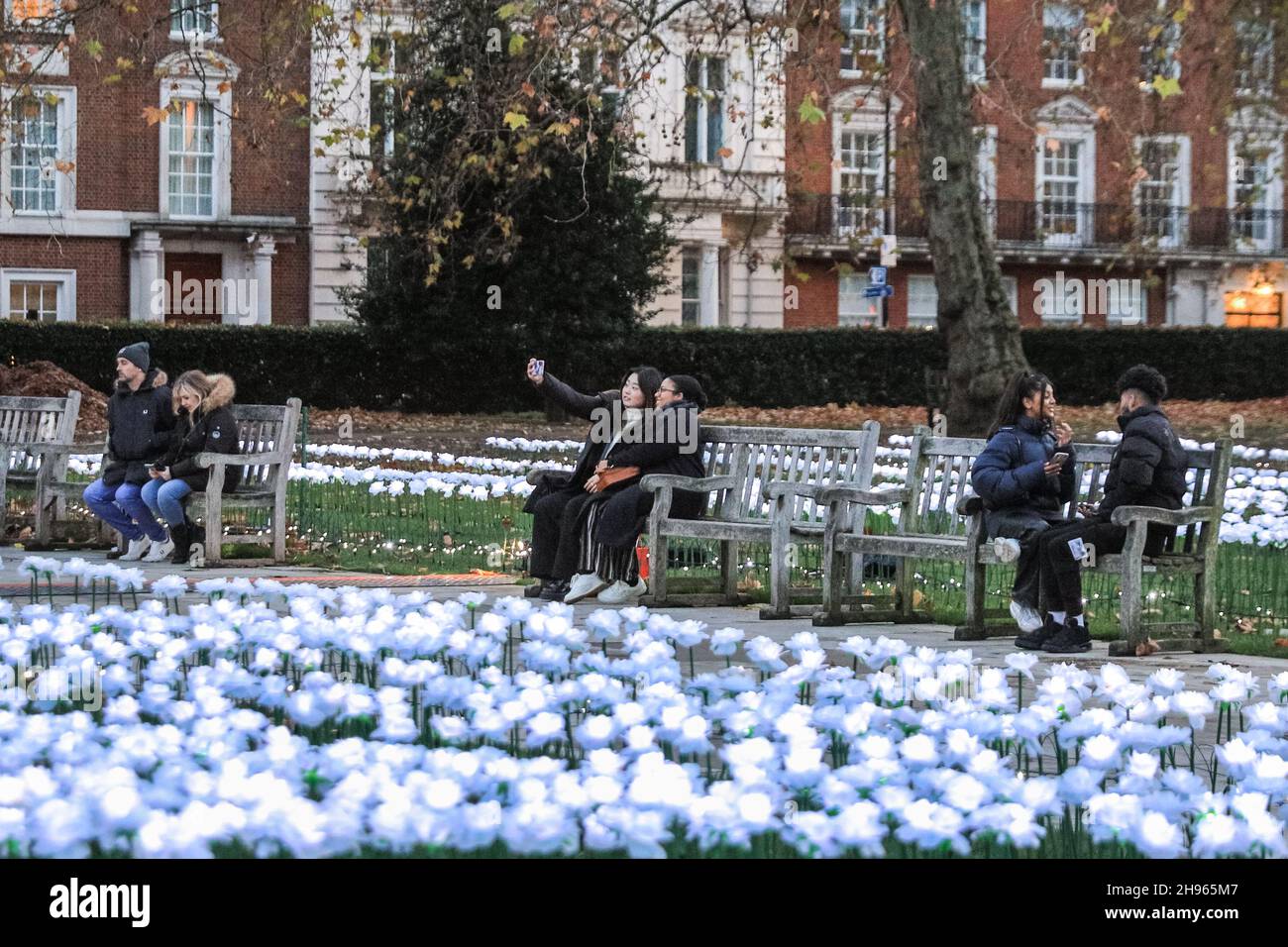 Roses of the square hi-res stock photography and images - Alamy