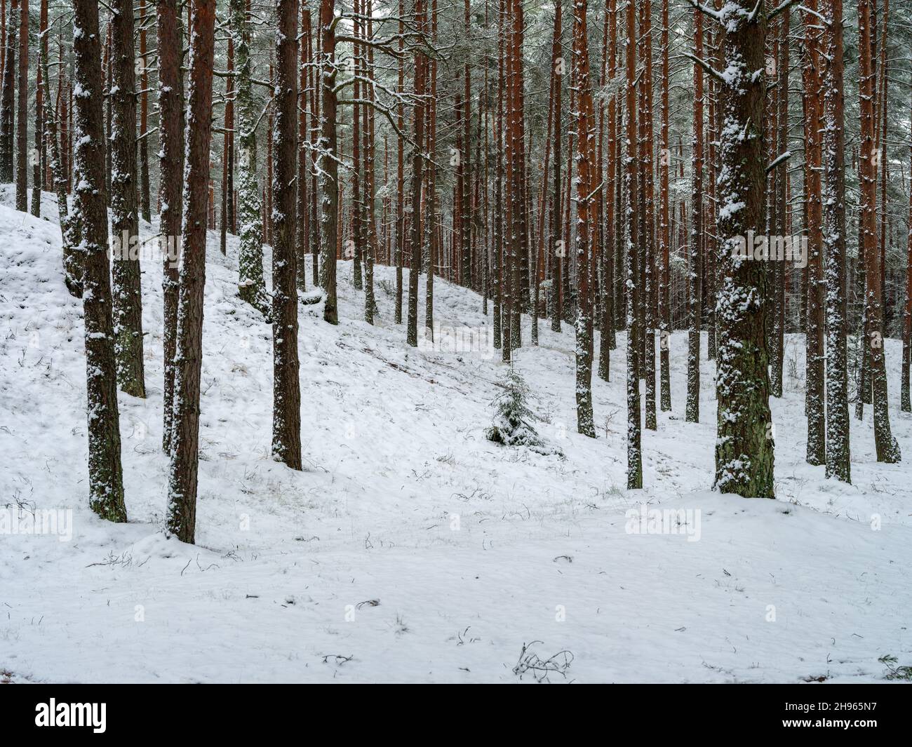 pine and spruce tree forest in first snow. branches breaking under ...