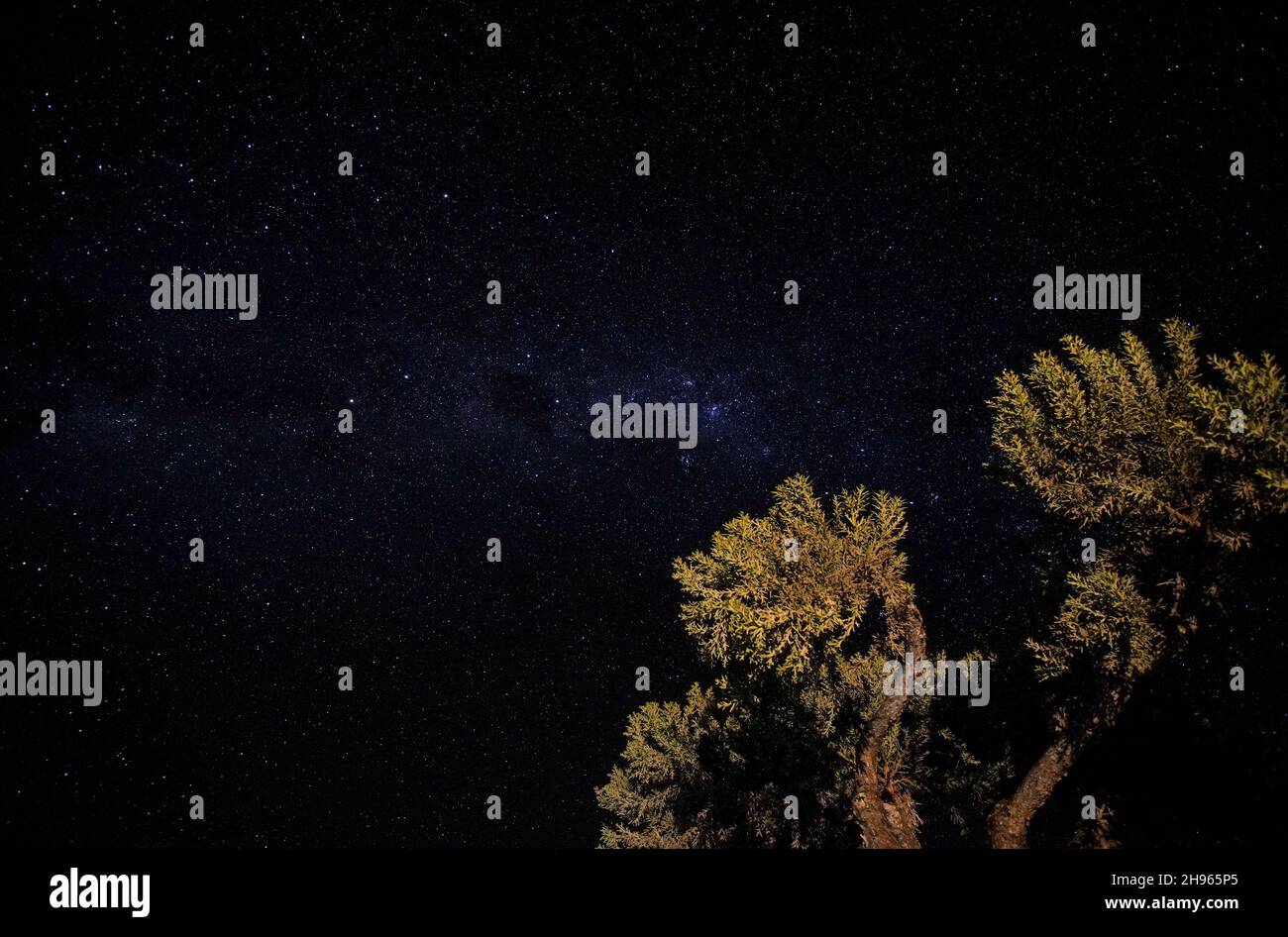 Night sky with Milkyway galaxy over small tree shrubs as seen from ...