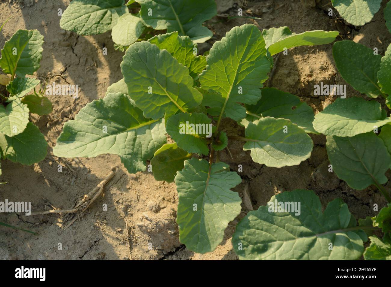 top view from Small turnip, green leaves growing in the field with ...