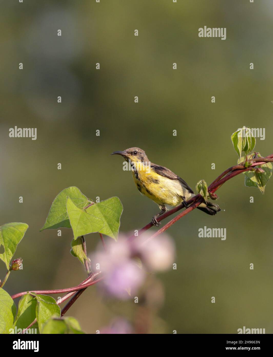 Indian sunbird hi-res stock photography and images - Alamy