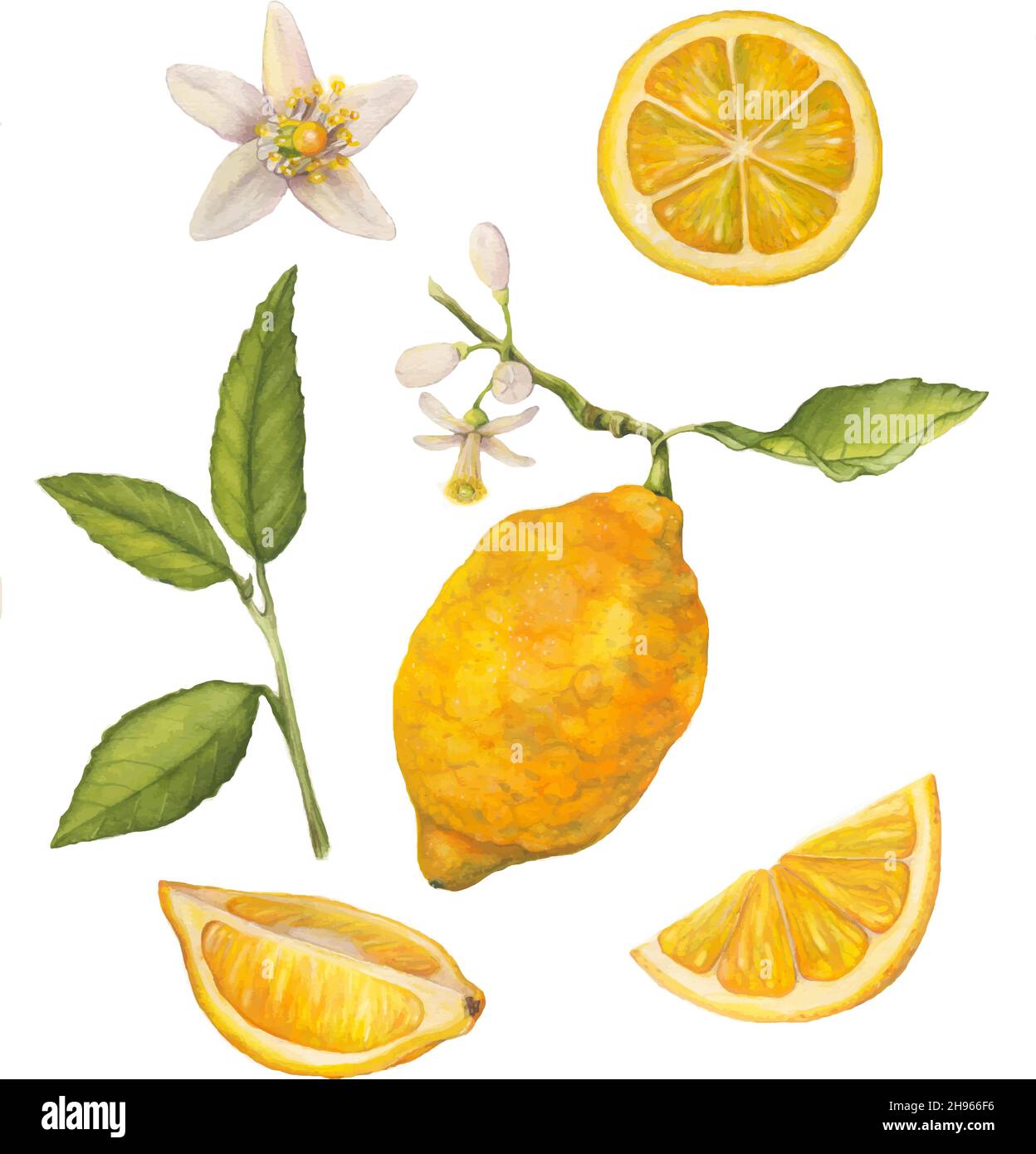 Lemon vector illustration. Set lemons hand drawing Stock Vector Image ...