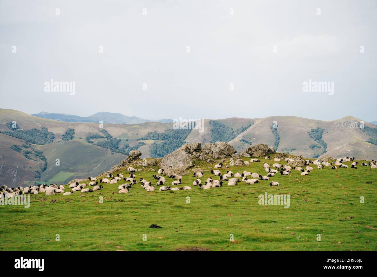 Sheep in the mountains of the Pyrenees France. High quality photo Stock ...
