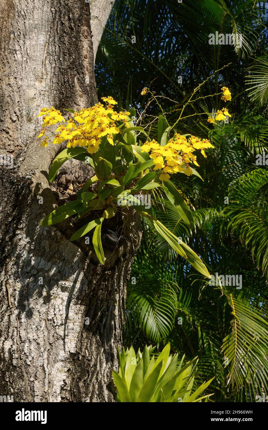 Yellow Orchid Flower Tree