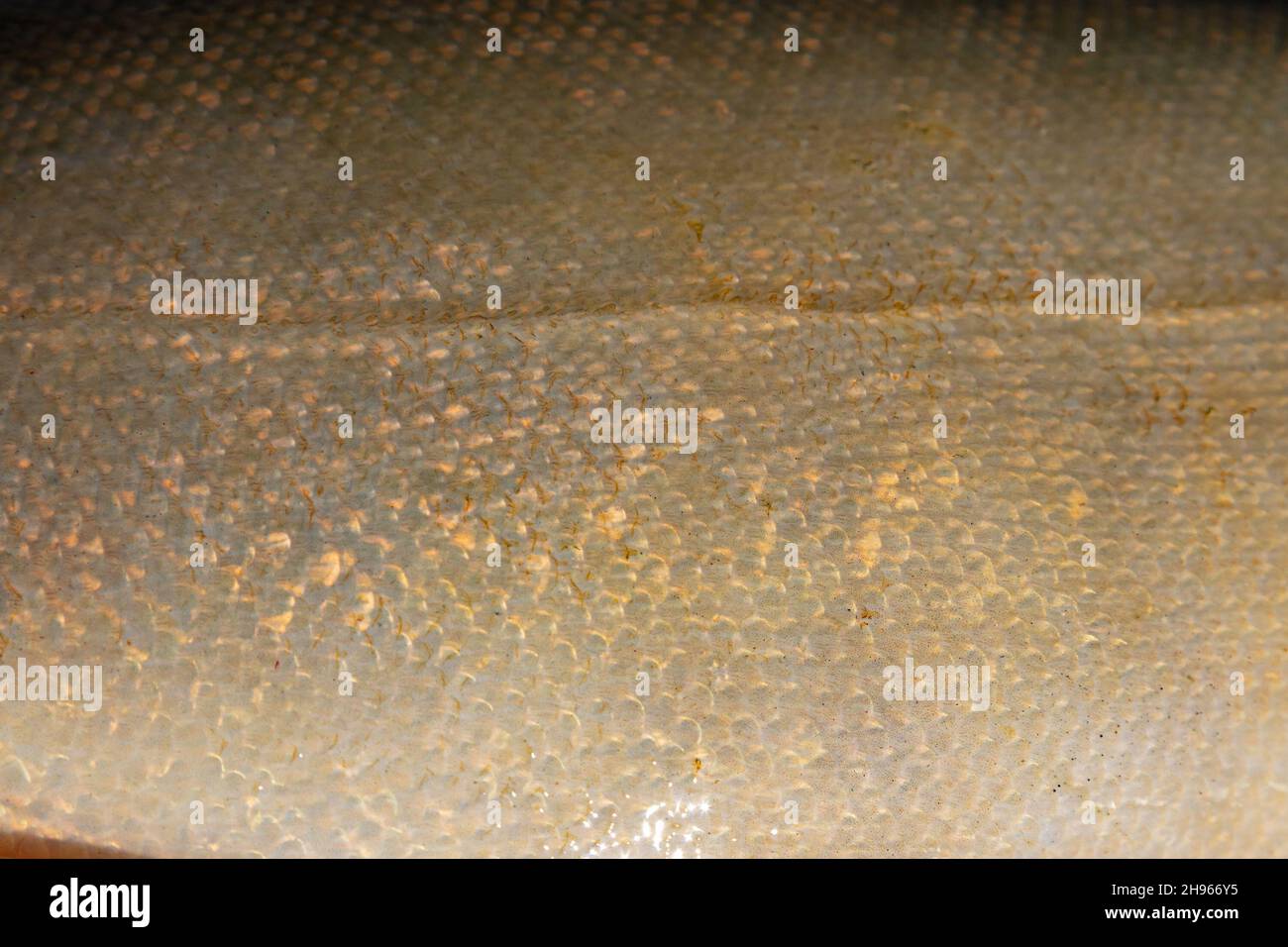 Fish scales abstract texture. Surface backdrop. Scale effect pattern ...