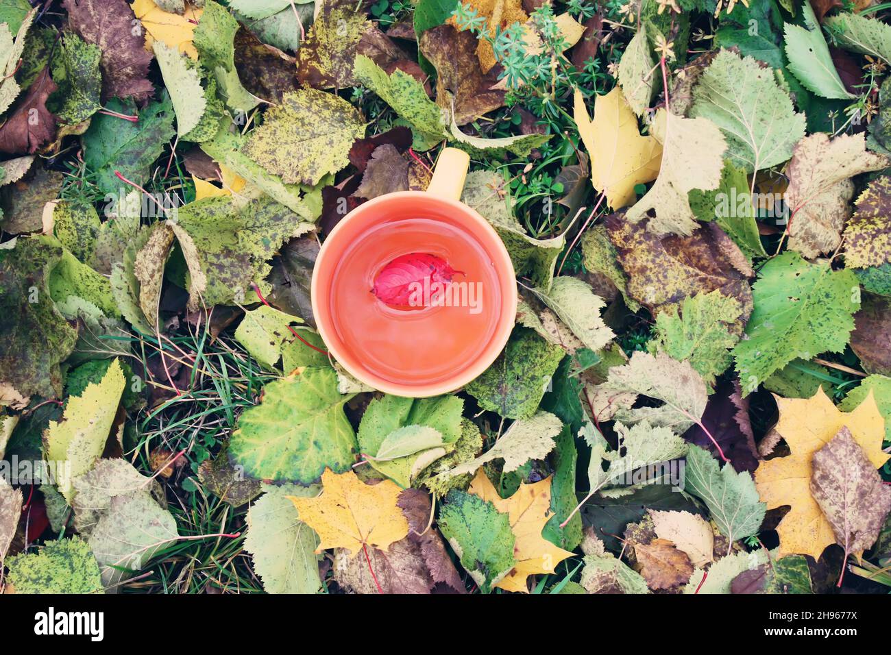 A cup of black tea on colorful autumn fall leaves background Stock ...