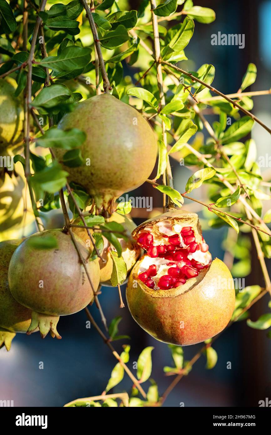 Cracked ripe pomegranate fruit on hi-res stock photography and images ...