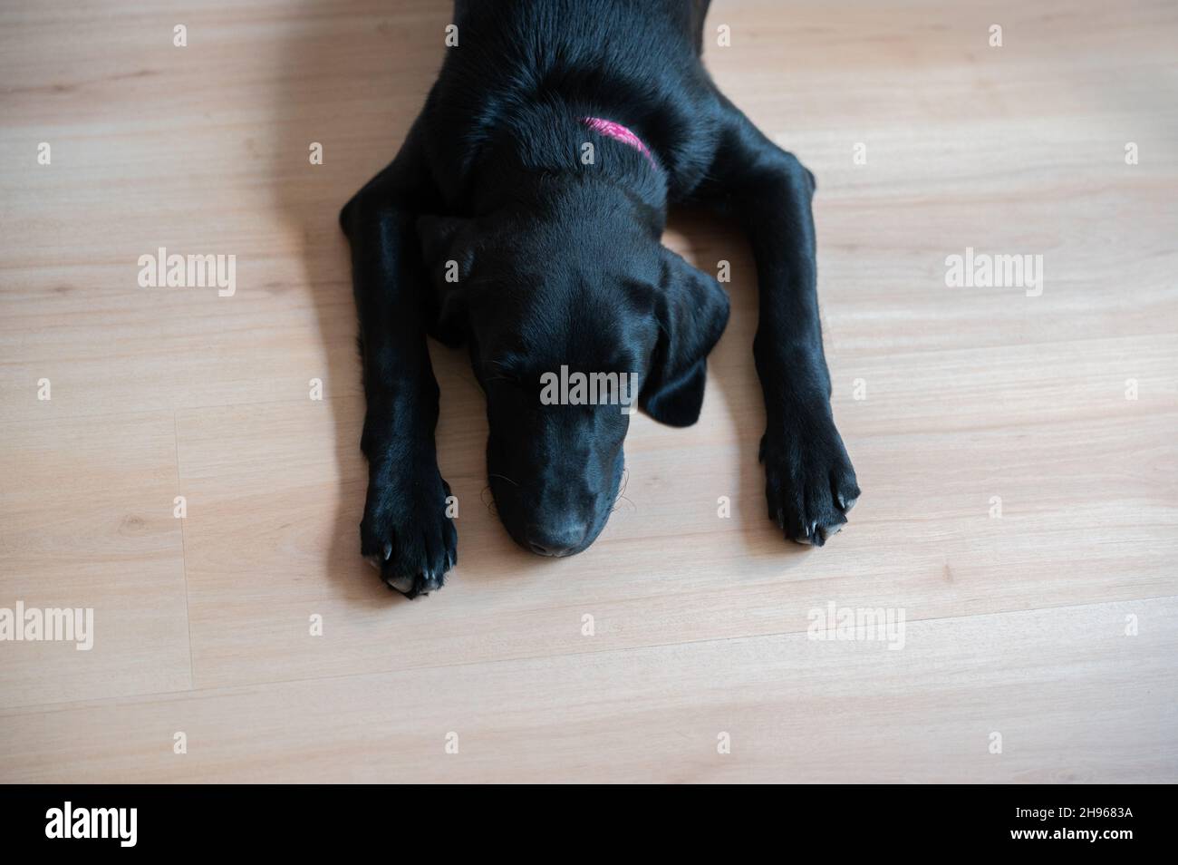 Overhead view of a front part of a cute black labrador retriever puppy ...