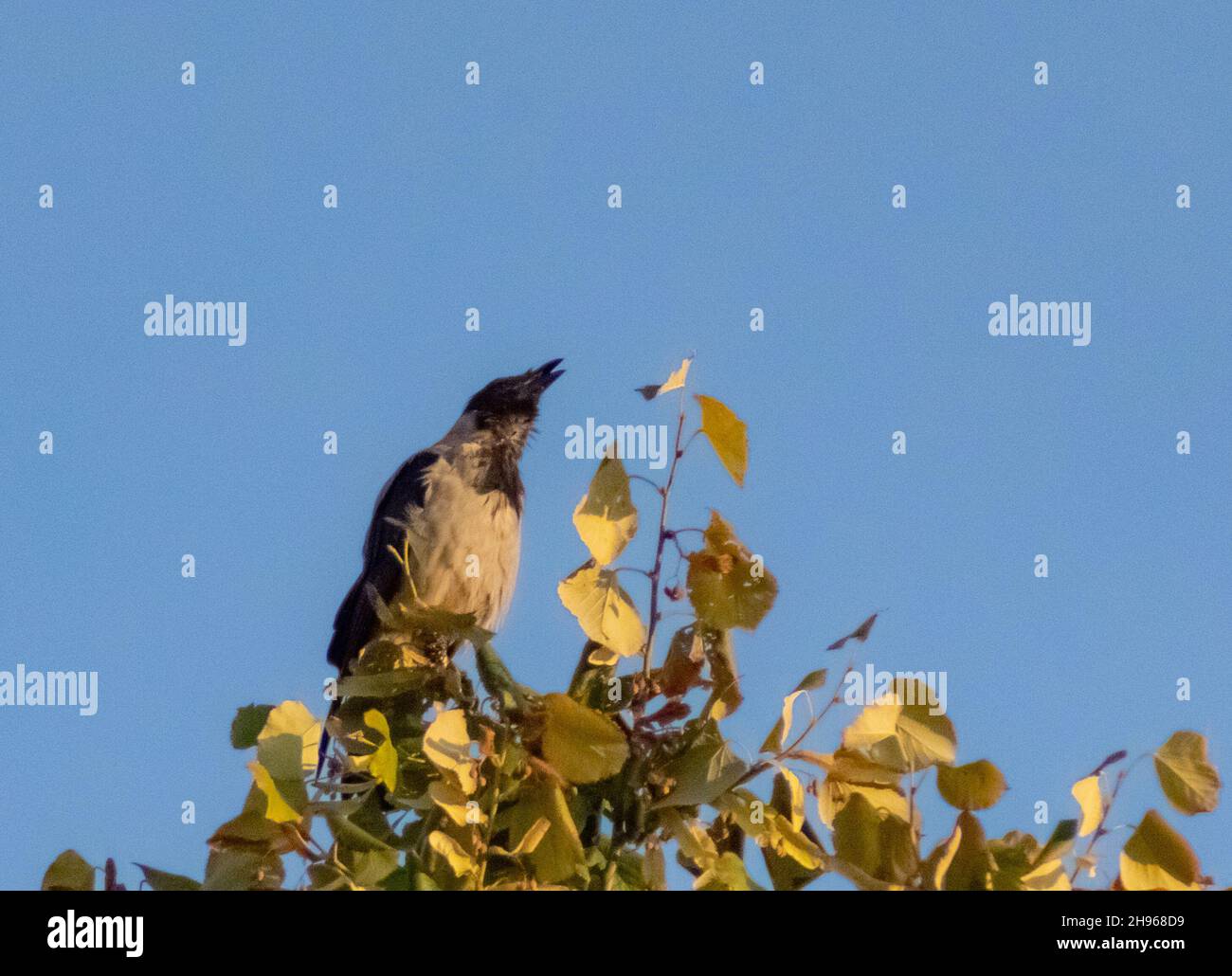 Low angle shot of a crow perched on a branch with yellow autumn leaves ...