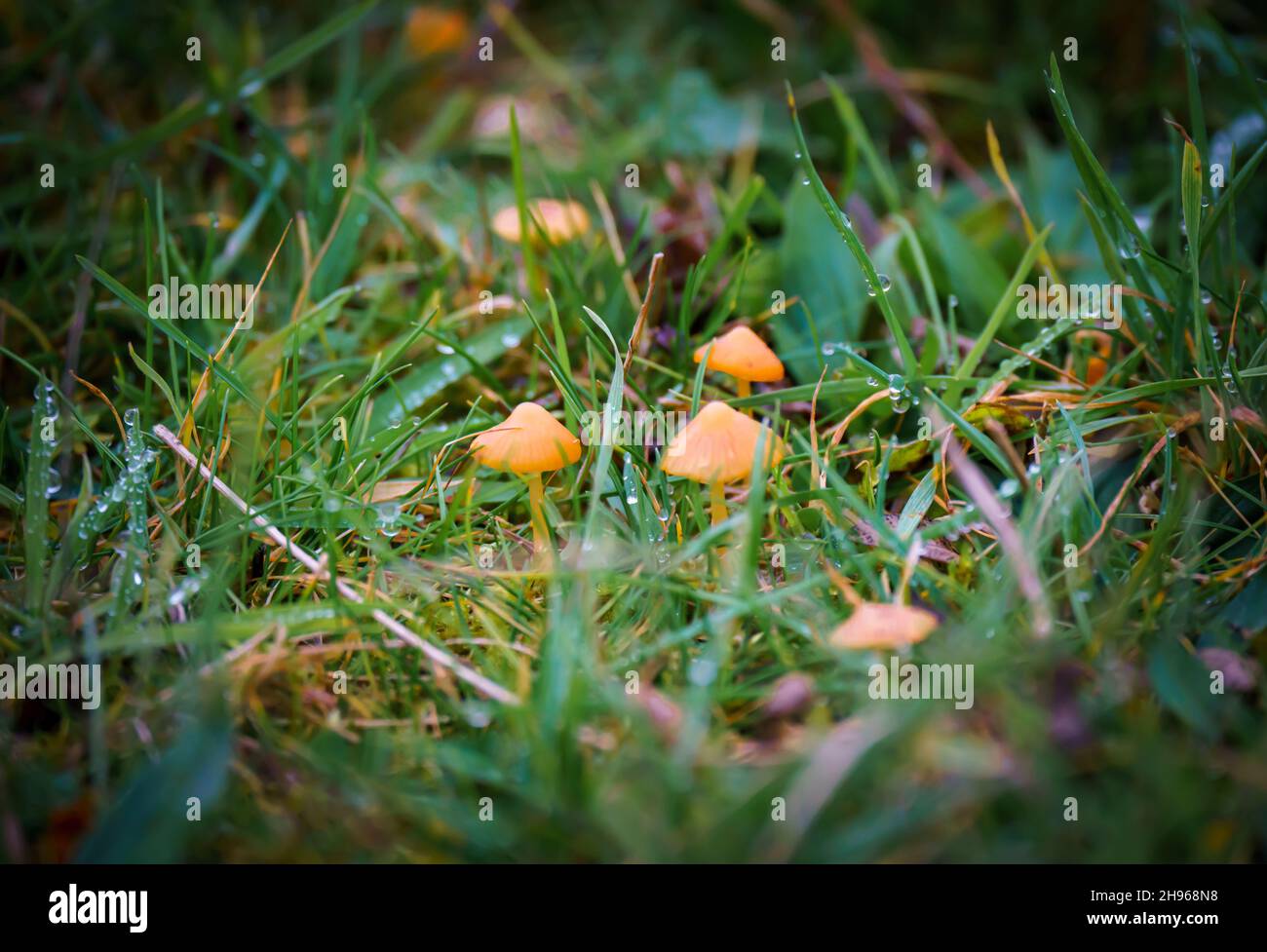 close up of field mushroom (Agaricus campestris Stock Photo - Alamy