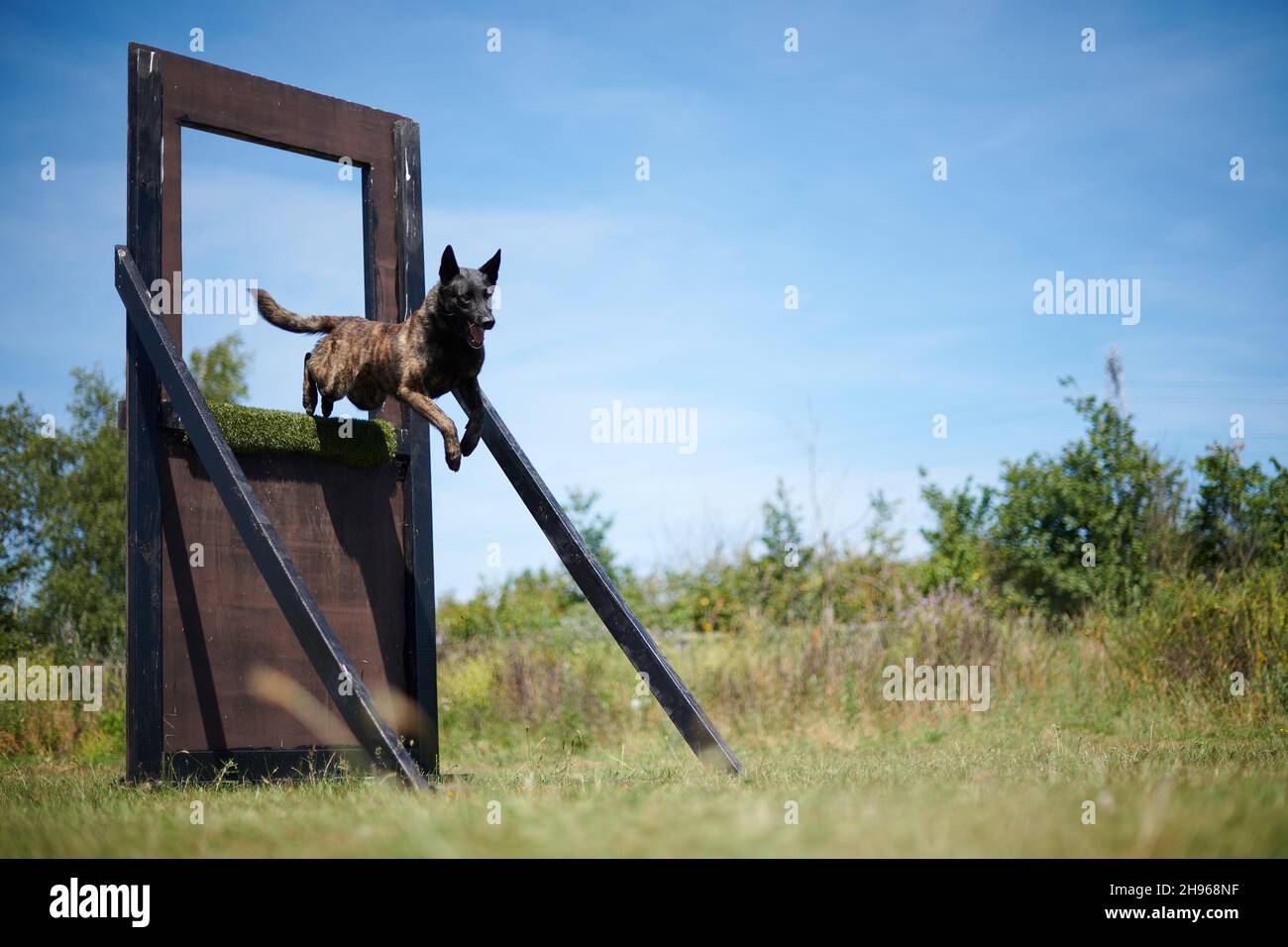 Belgian Malinois agility training Stock Photo - Alamy