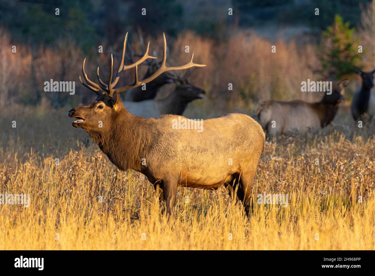 Elk herds of Rocky Mountain National Park during rut season in the ...