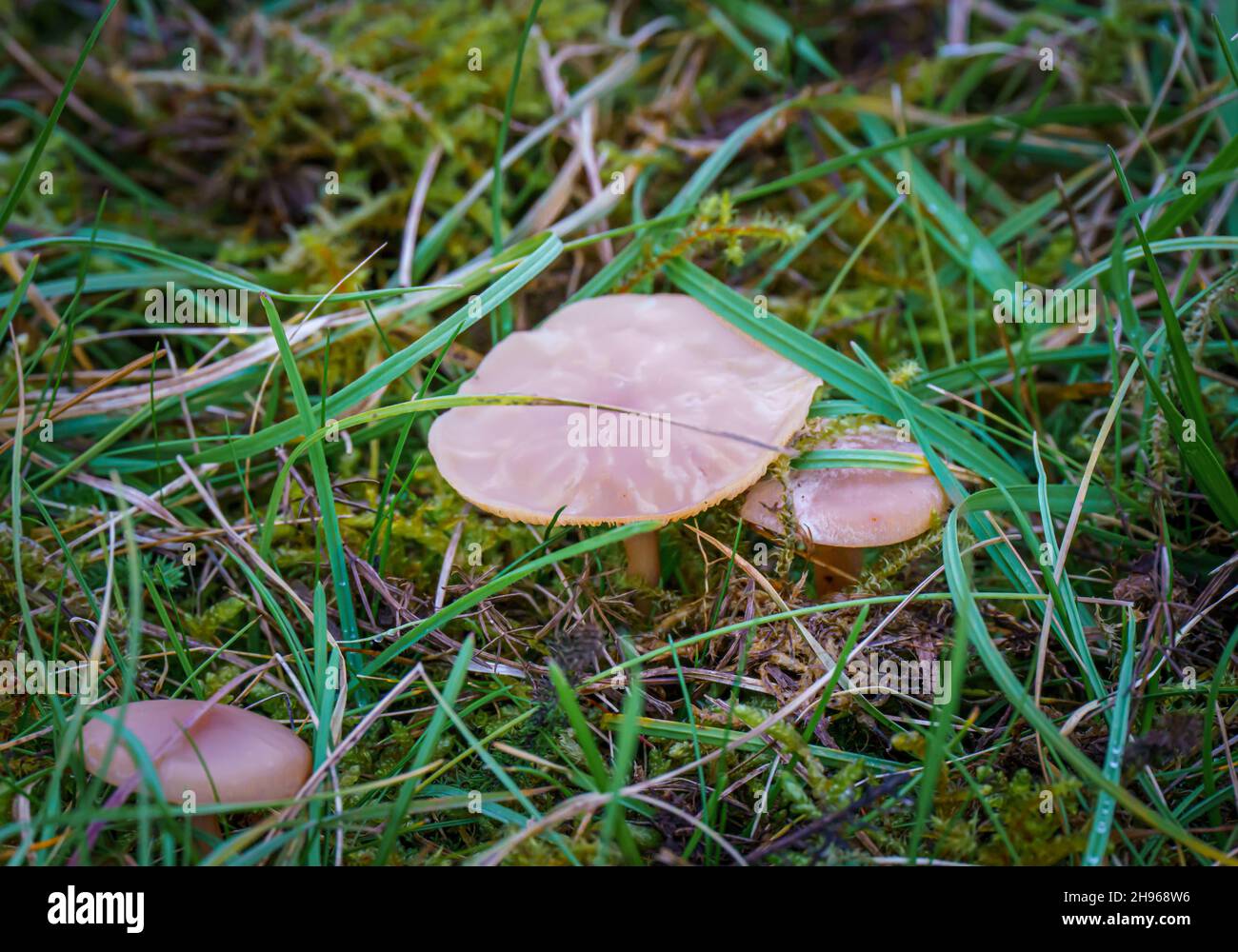 close up of field mushroom (Agaricus campestris Stock Photo - Alamy