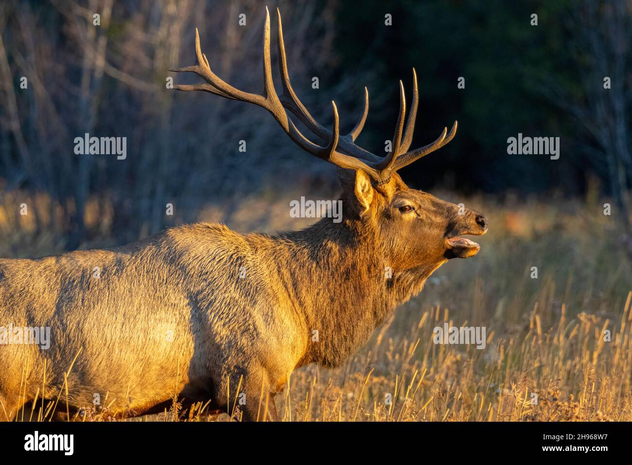 Elk herds of Rocky Mountain National Park during rut season in the ...