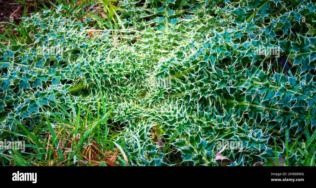 A dwarf thistle (Cirsium acaule) in a flat crown profile growing on ...