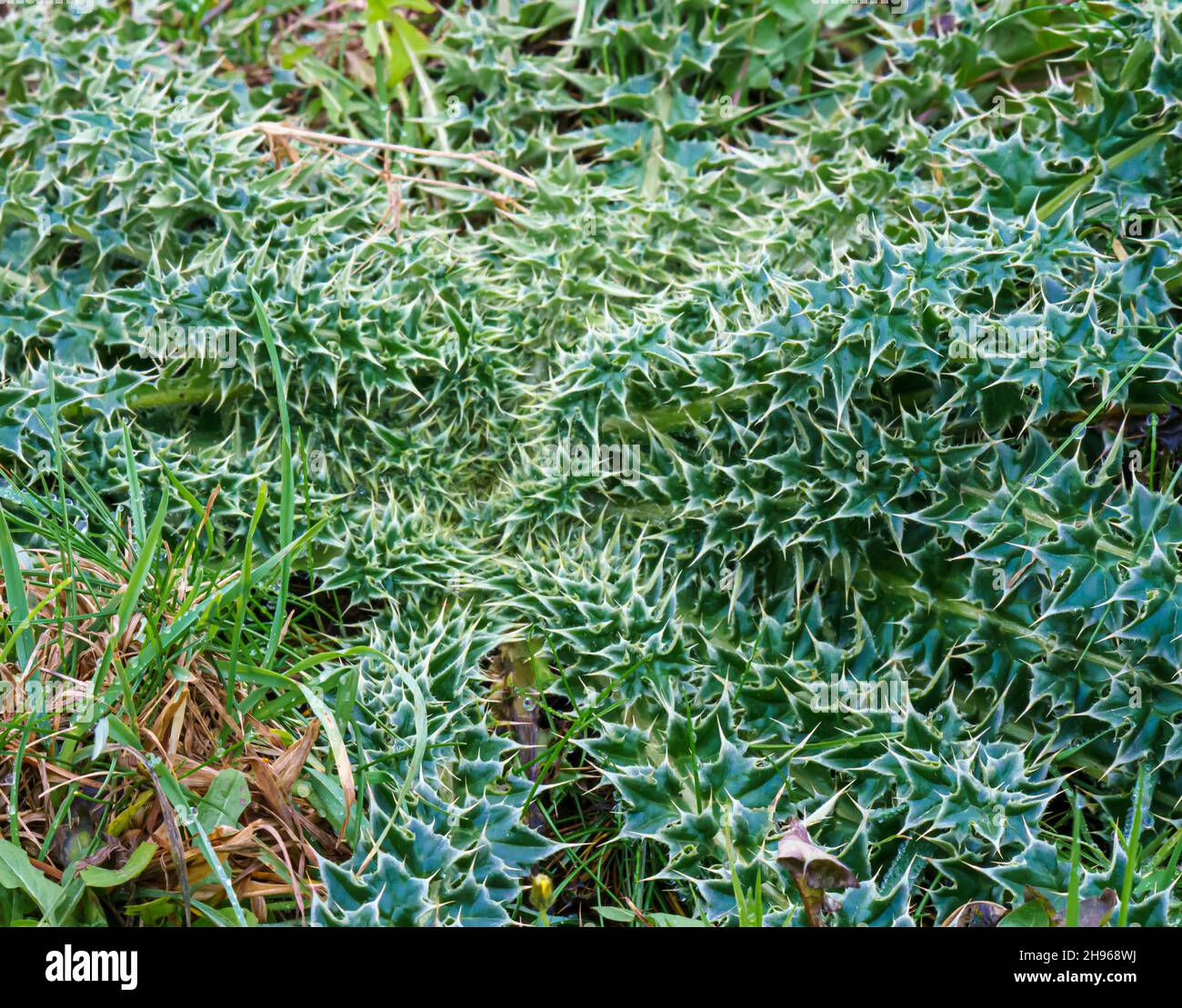 A dwarf thistle (Cirsium acaule) in a flat crown profile growing on ...