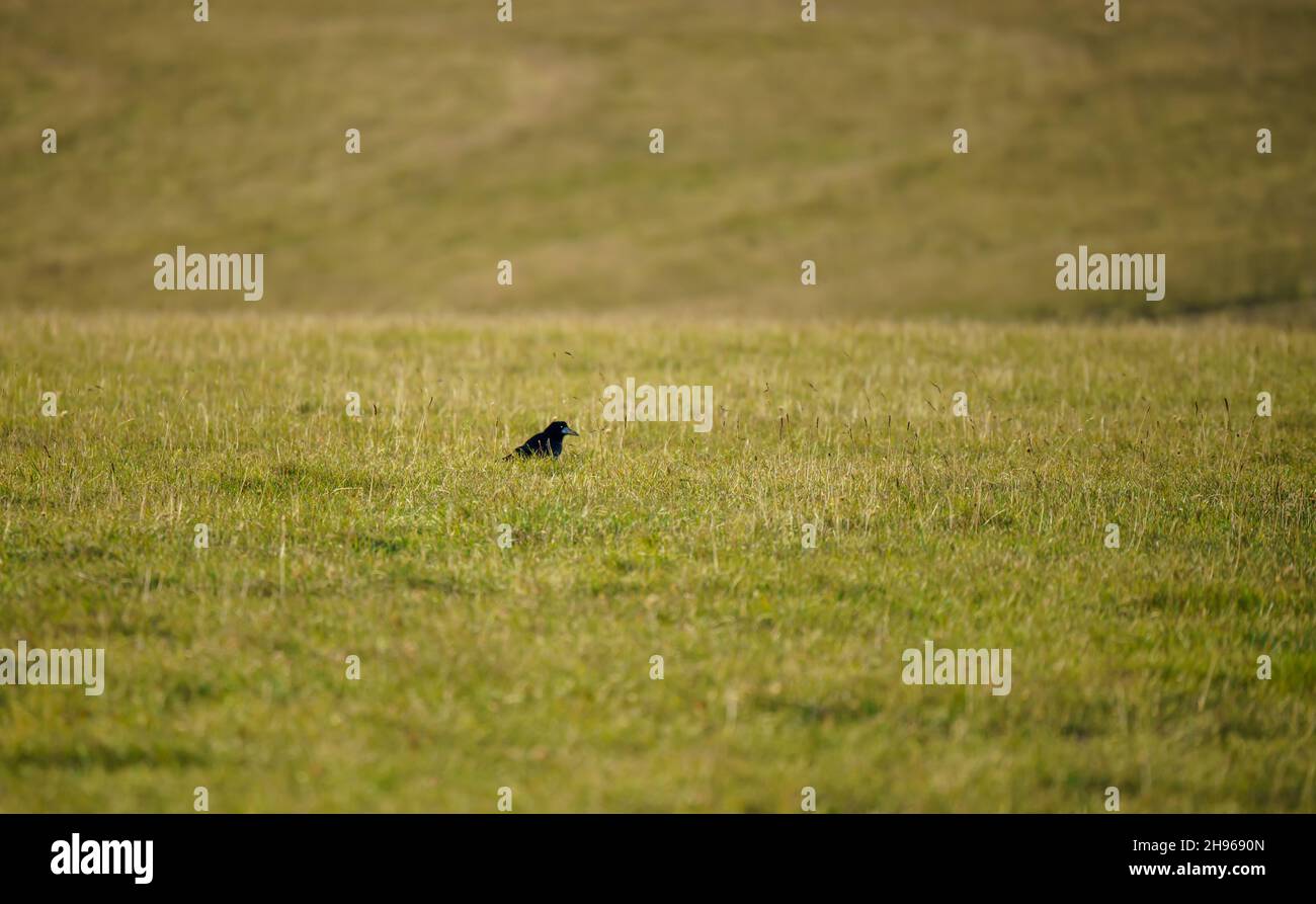 Common raven corvus corax hunting hi-res stock photography and images ...