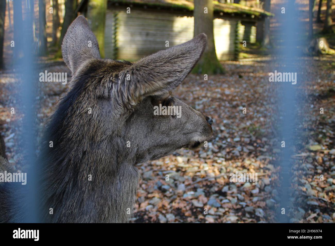 Tufted horns hi-res stock photography and images - Alamy