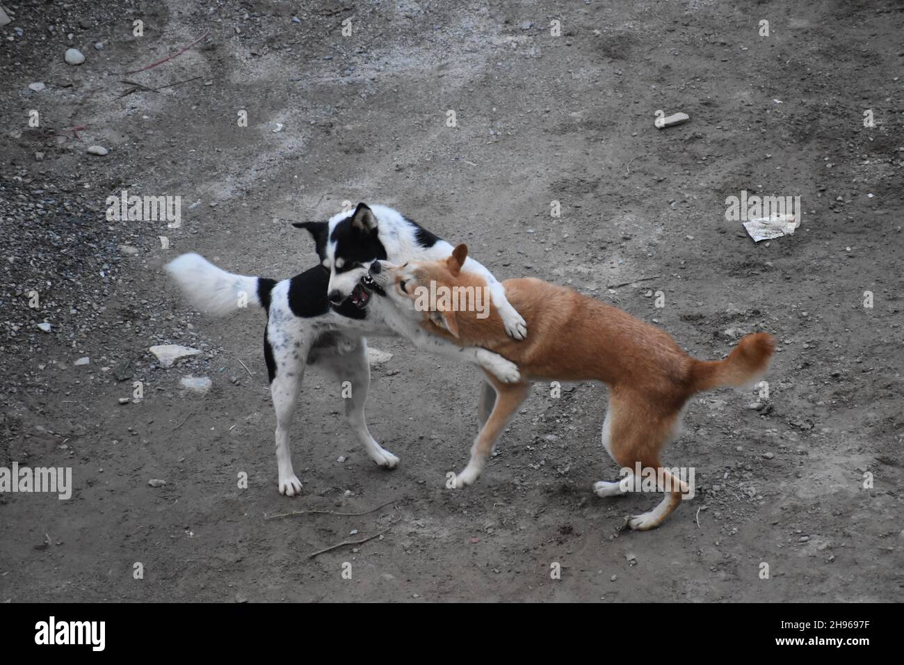 Two street dogs playing outside Stock Photo - Alamy