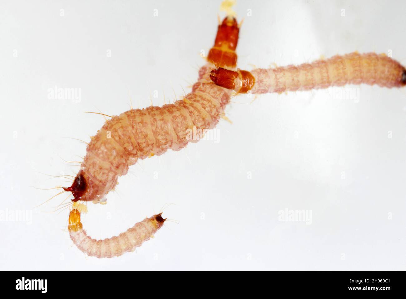 Cleridae Larvae