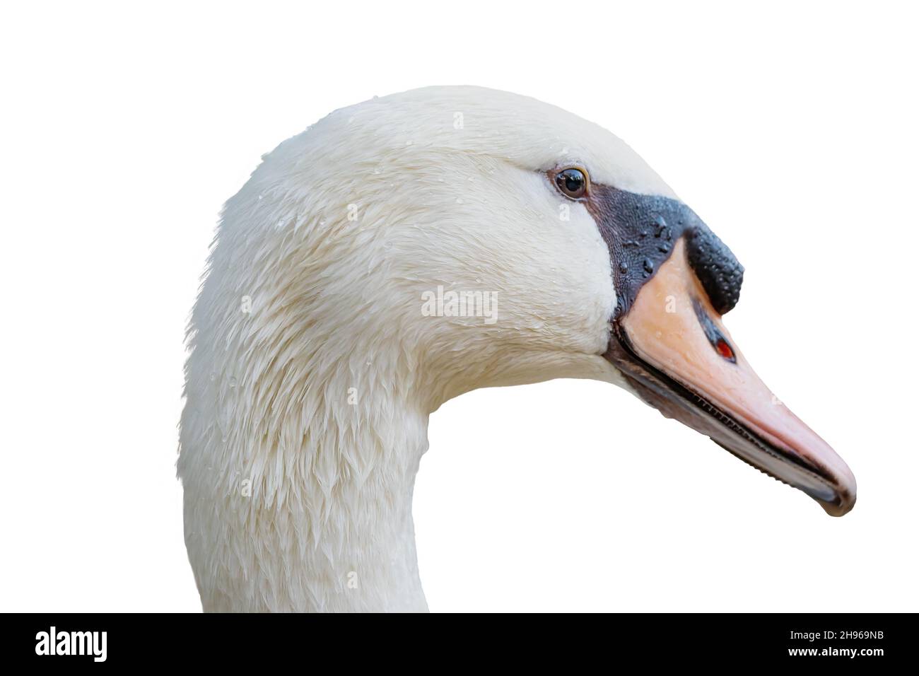 White blue head Cut Out Stock Images & Pictures - Alamy