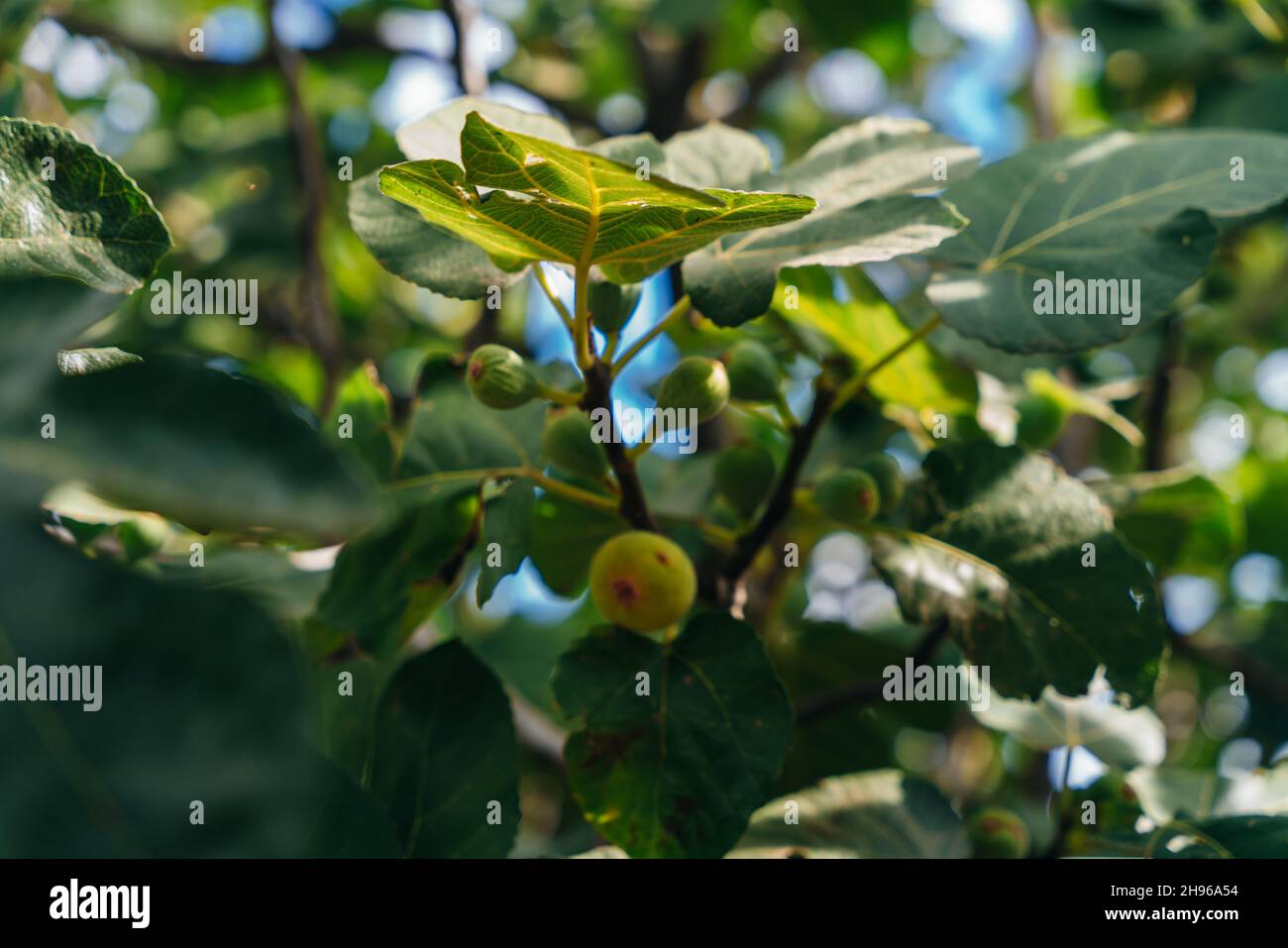 Fig tree bunch leaves fruit hi-res stock photography and images - Alamy