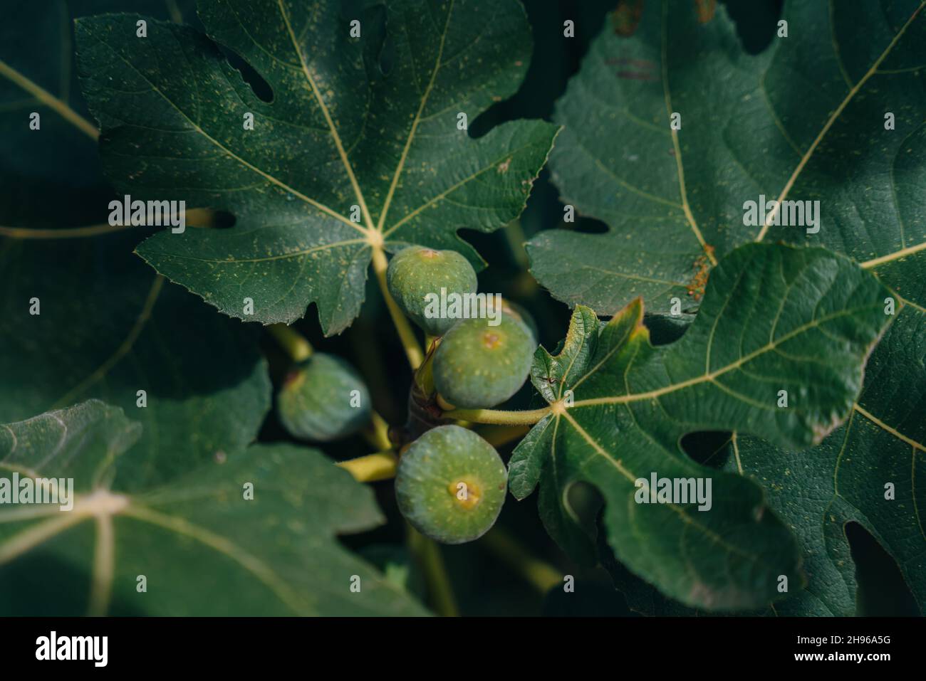 Fig tree bunch leaves fruit hi-res stock photography and images - Alamy