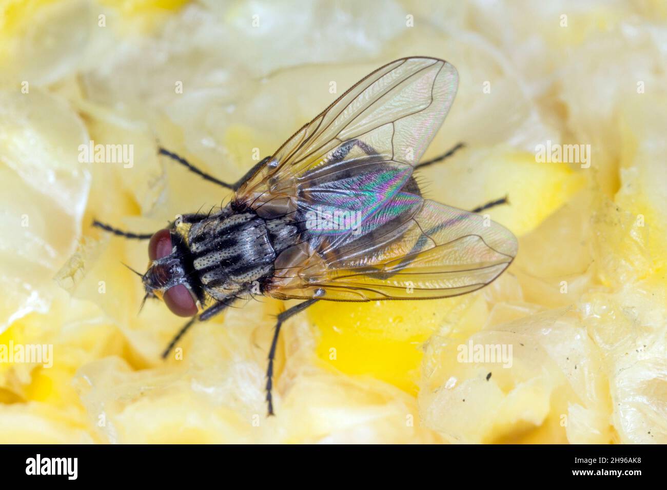 Musca domestica proboscis hi-res stock photography and images - Alamy