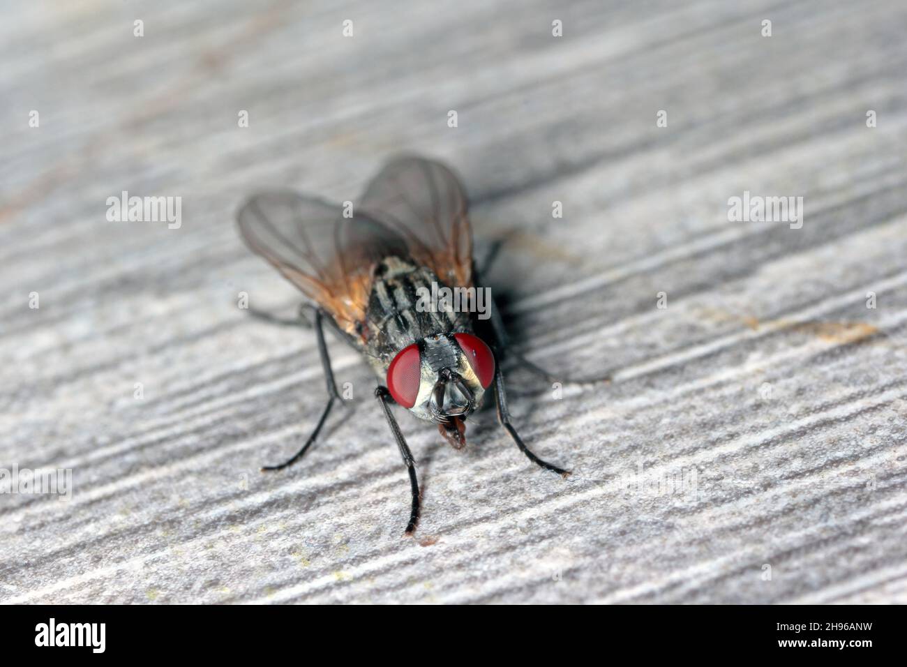 The house fly Musca domestica. Common and burdensome insect in homes ...