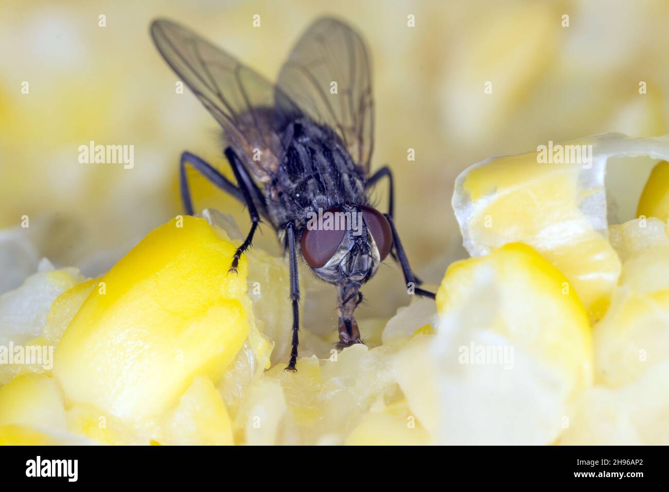 The house fly Musca domestica. Common and burdensome insect in homes ...