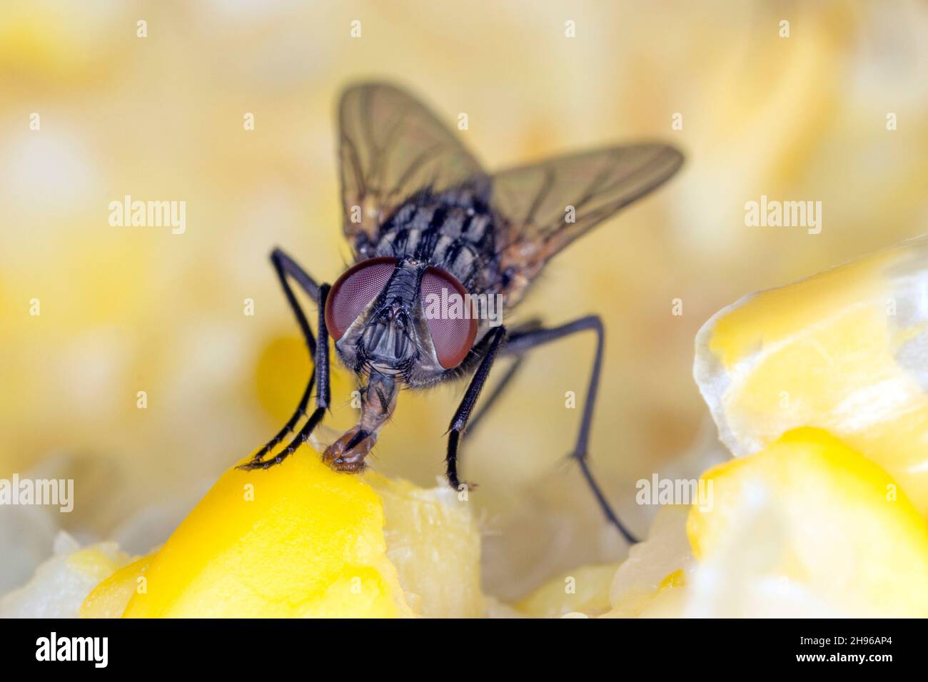 The house fly Musca domestica. Common and burdensome insect in homes ...