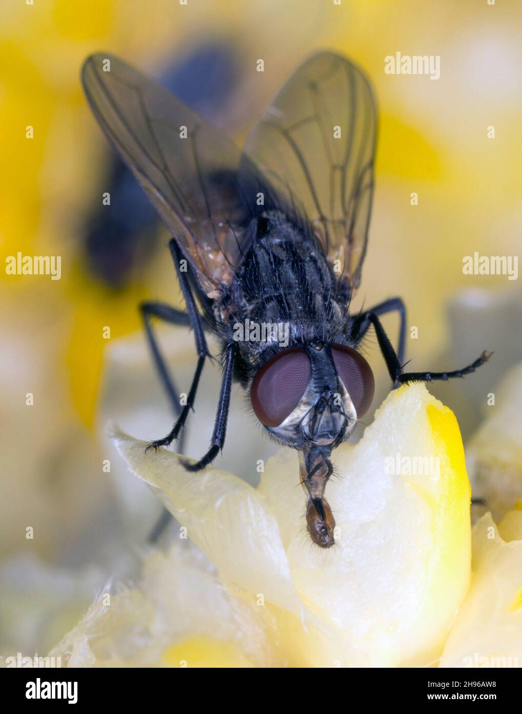 The house fly Musca domestica. Common and burdensome insect in homes ...