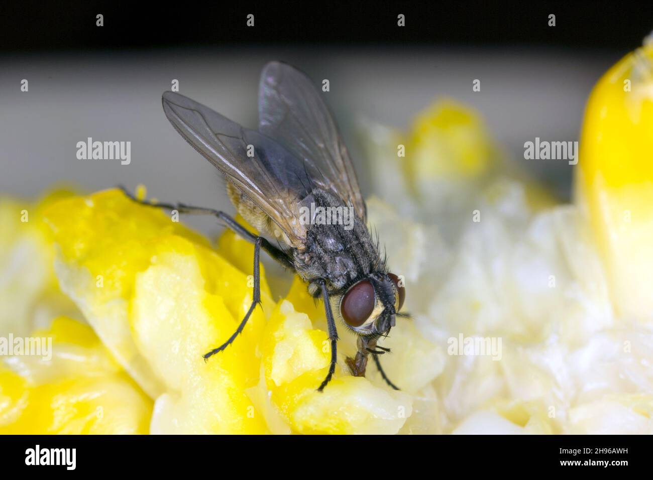 Musca domestica proboscis hi-res stock photography and images - Alamy