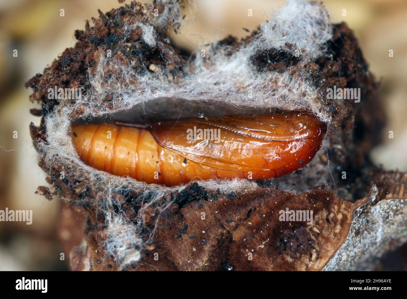 Pupa of European grain worm or European grain moth Nemapogon granella ...