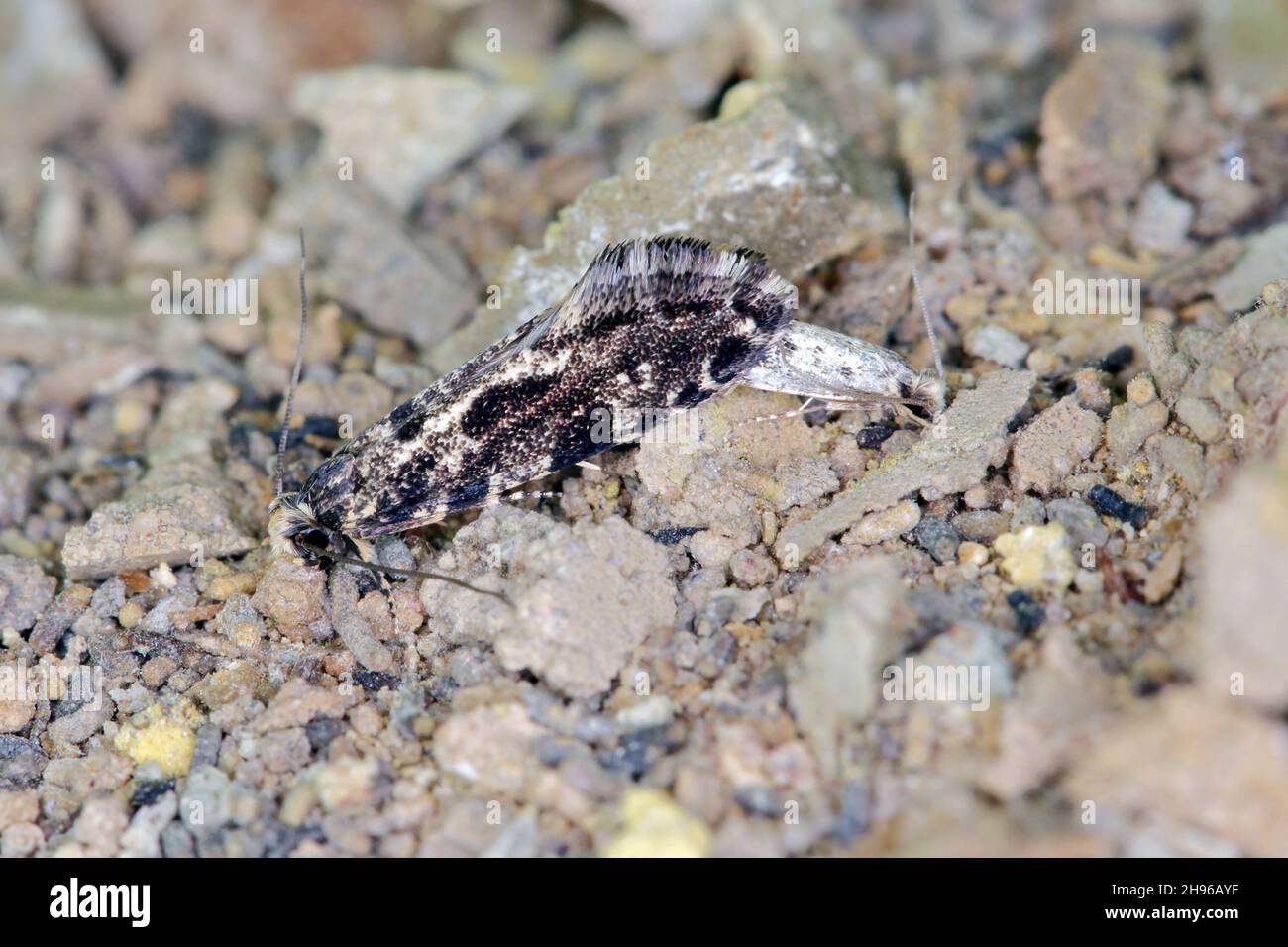 European grain worm or European grain moth Nemapogon granella is a ...