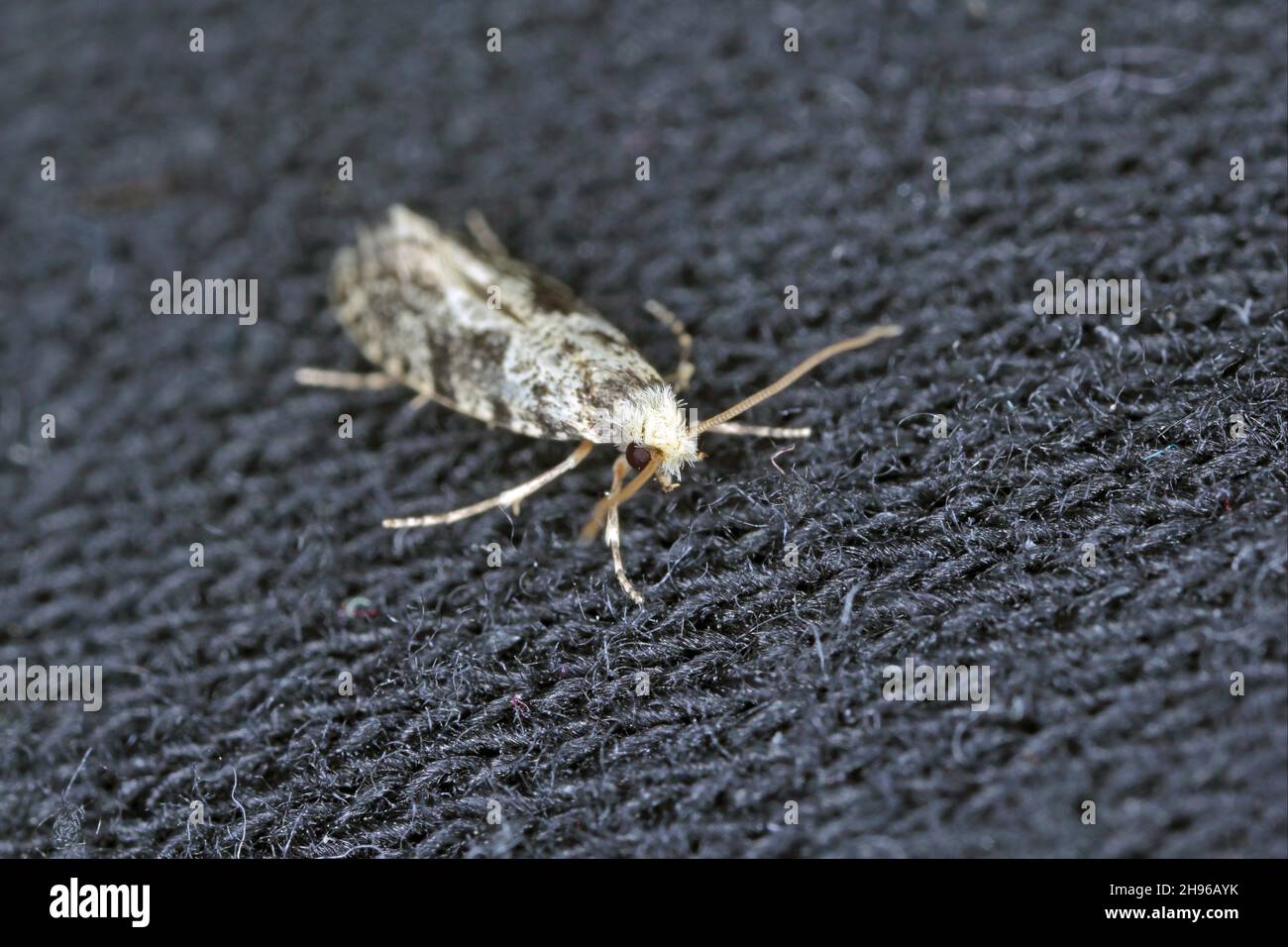 European grain worm or European grain moth Nemapogon granella is a ...