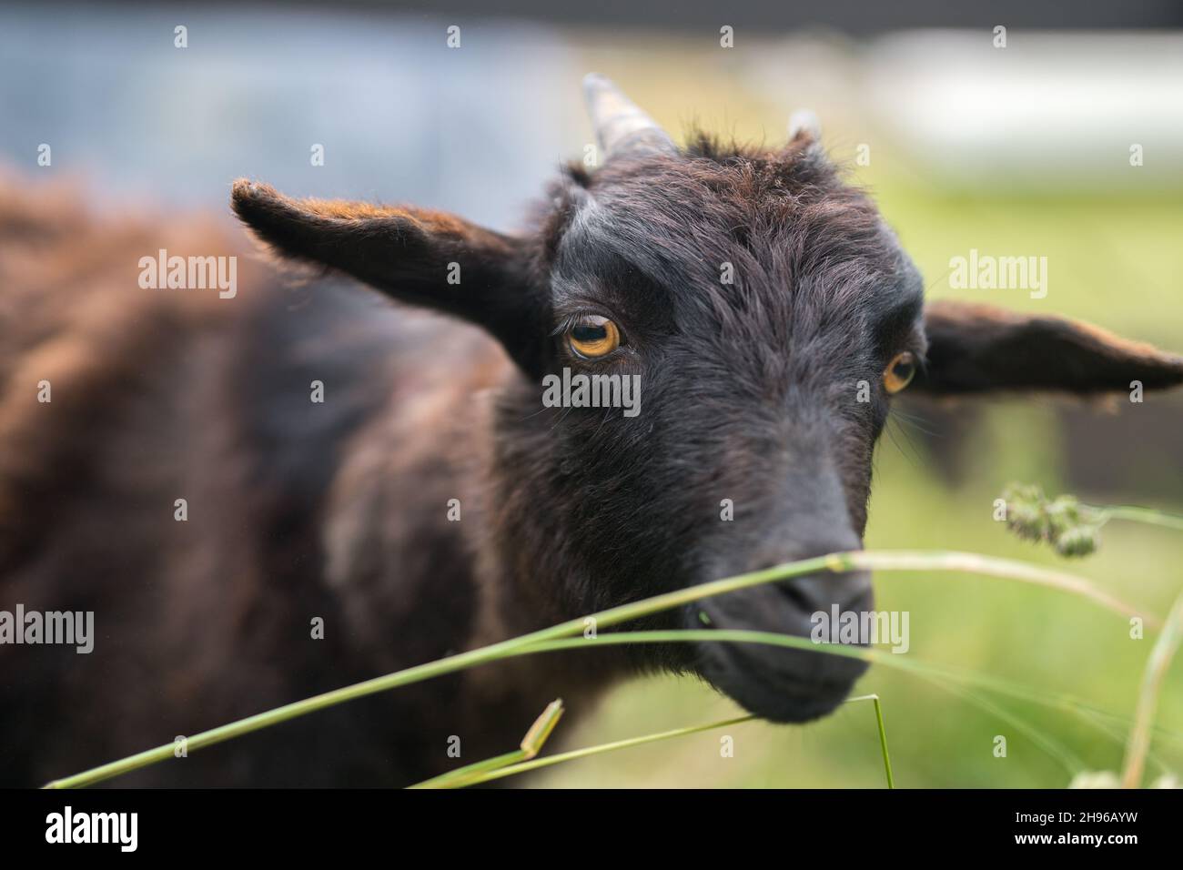 Funny goat. Head of silly looking black goat, closeup portrait with ...