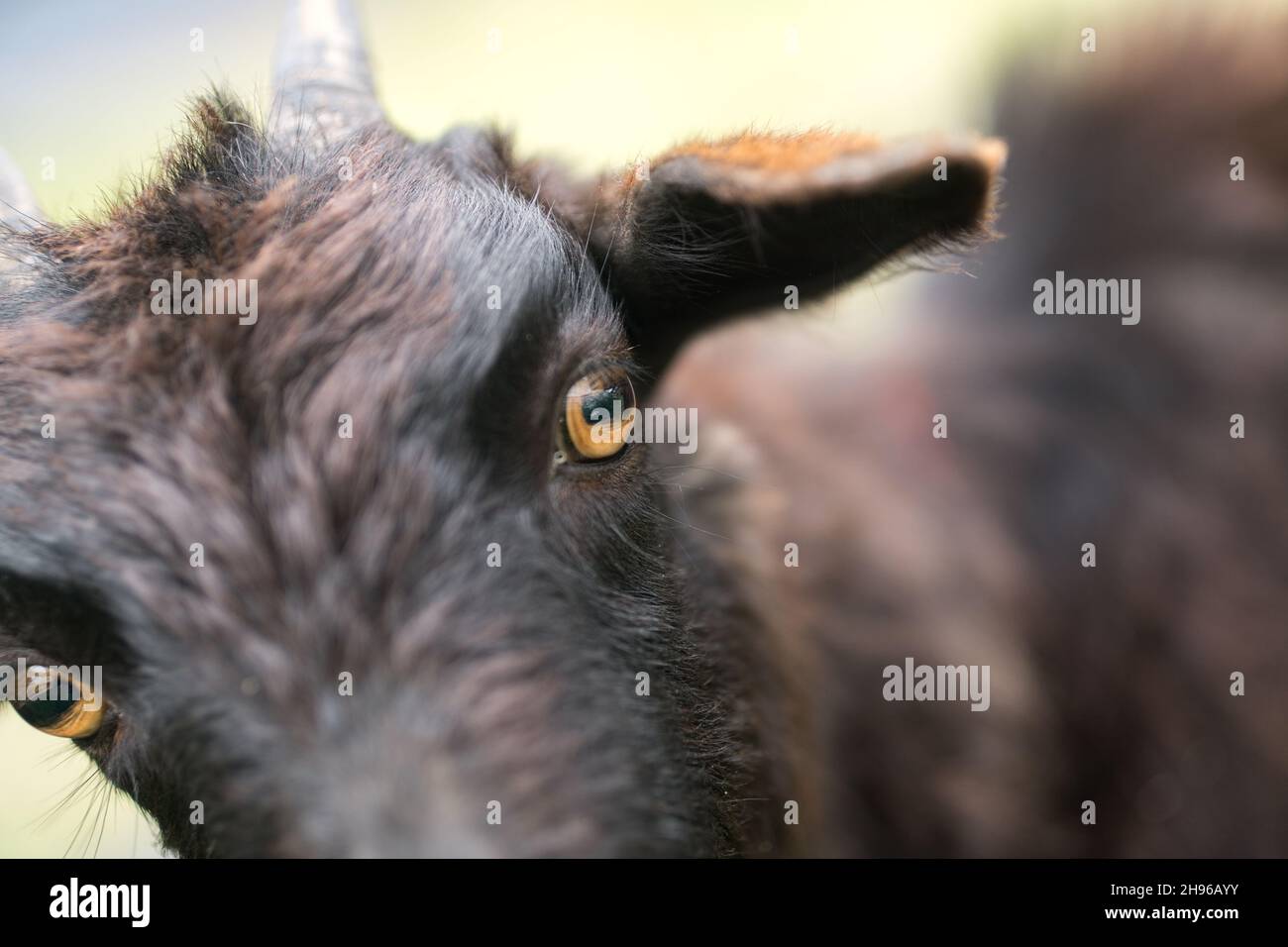 Funny goat. Head of silly looking black goat, closeup portrait with ...