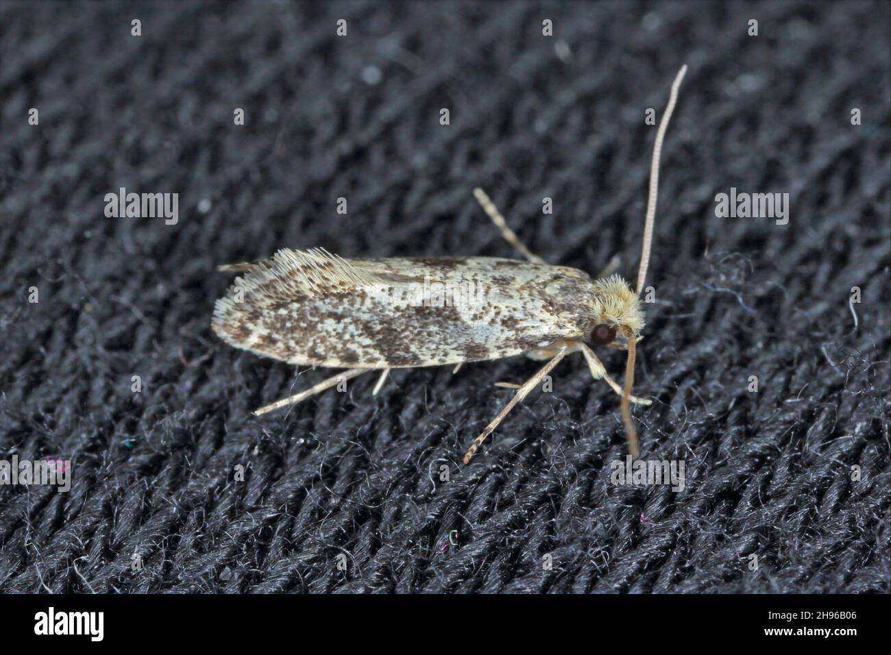 European grain worm or European grain moth Nemapogon granella is a ...