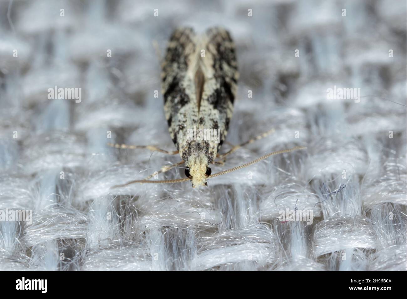 European grain worm or European grain moth Nemapogon granella is a ...