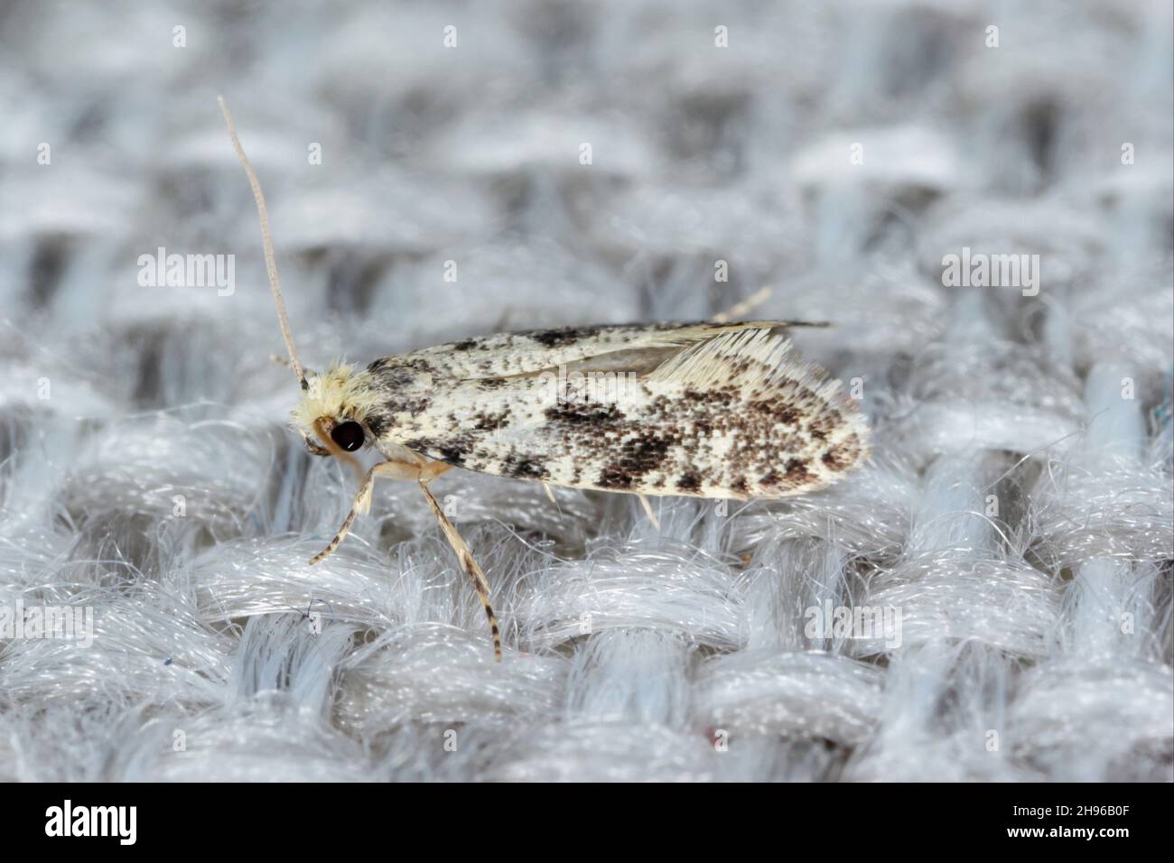 European grain worm or European grain moth Nemapogon granella is a ...