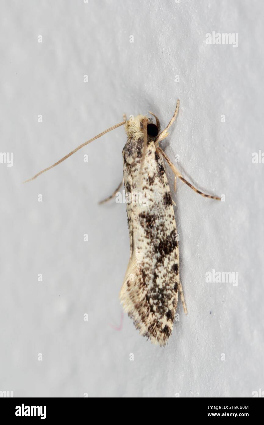 European grain worm or European grain moth Nemapogon granella is a ...