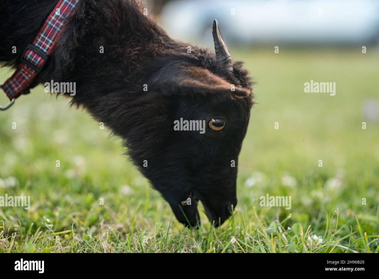 Funny goat. Head of silly looking black goat, closeup portrait with ...