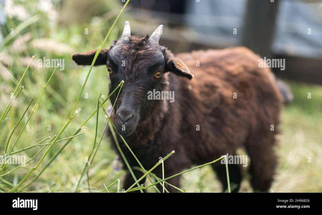 Funny goat. Head of silly looking black goat, closeup portrait with ...