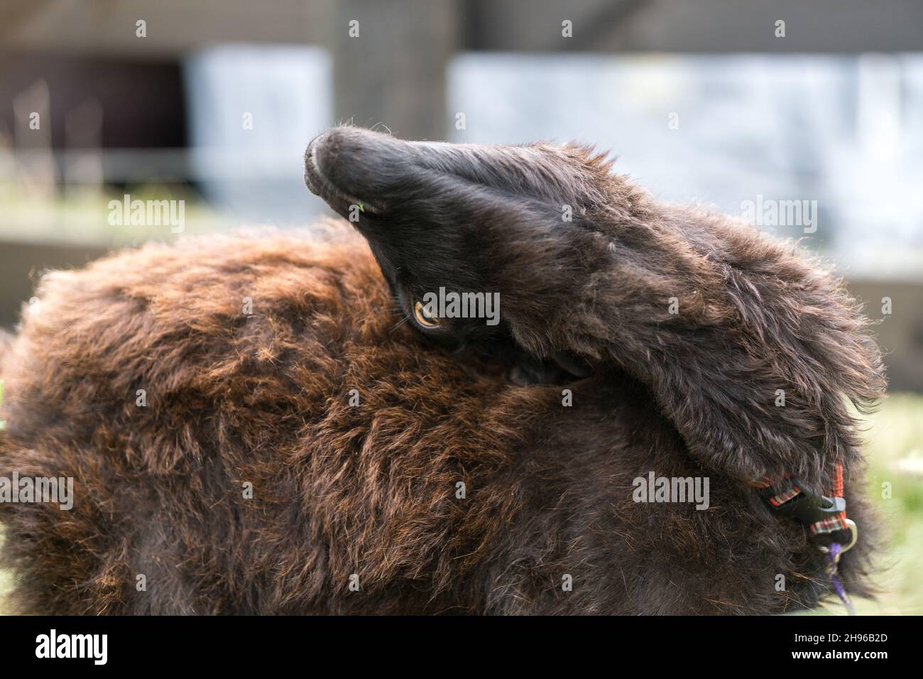 Funny goat. Head of silly looking black goat, closeup portrait with ...