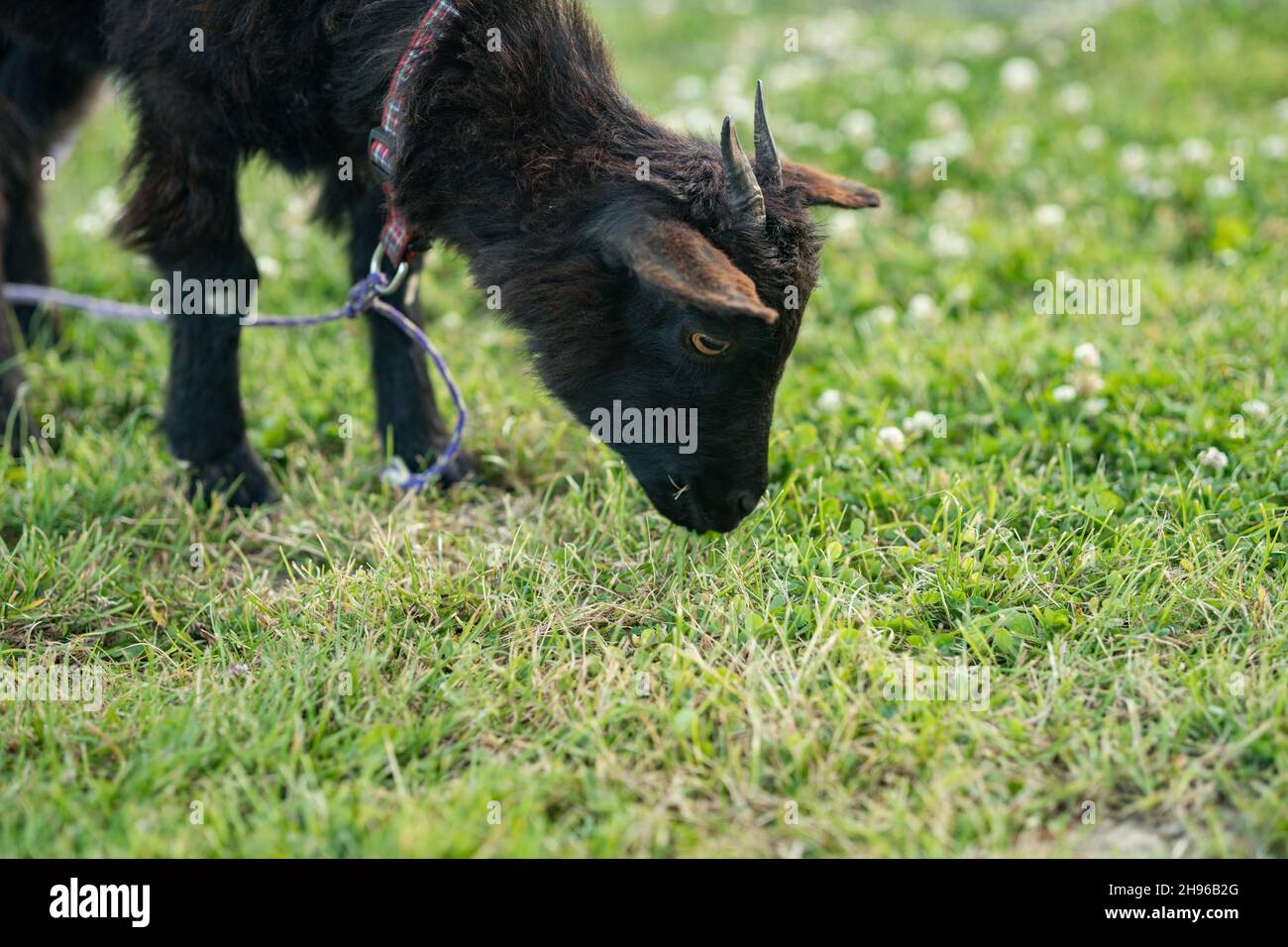 Funny goat. Head of silly looking black goat, closeup portrait with ...