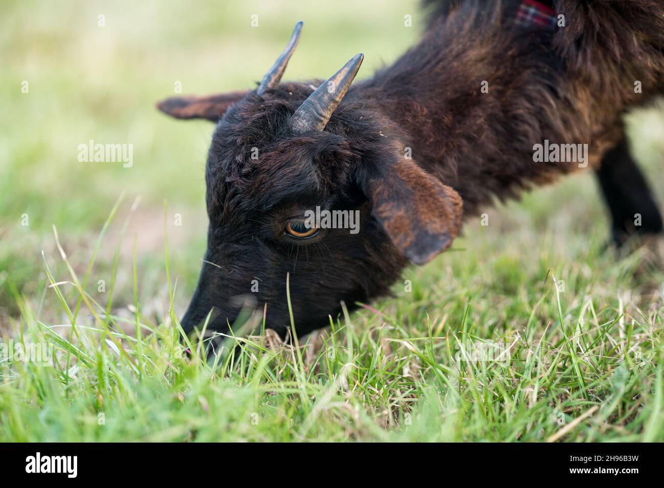 Funny goat. Head of silly looking black goat, closeup portrait with ...