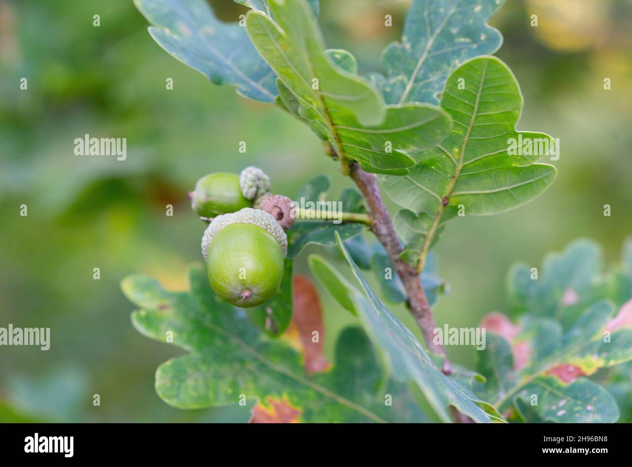 Fruit of the oak tree hi-res stock photography and images - Alamy